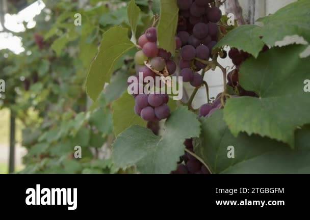 Quality vines Stock Videos & Footage - HD and 4K Video Clips - Alamy