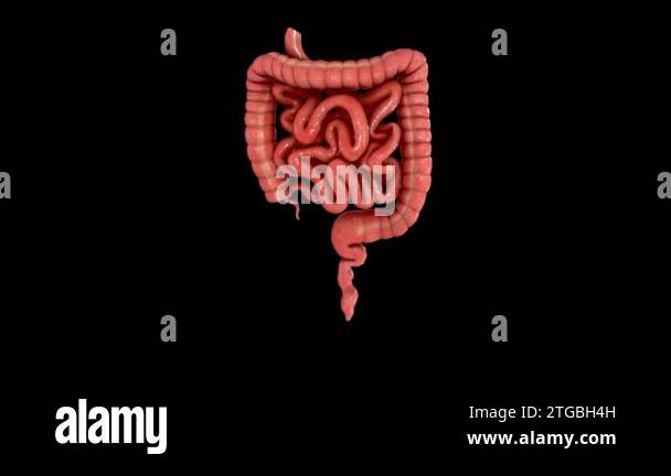 Human small intestines Stock Videos & Footage - HD and 4K Video Clips ...