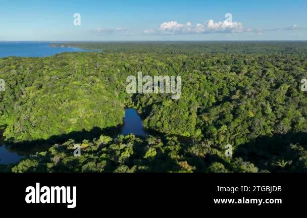 Nature tropical Amazon forest at Amazonas Brazil. Mangrove forest ...