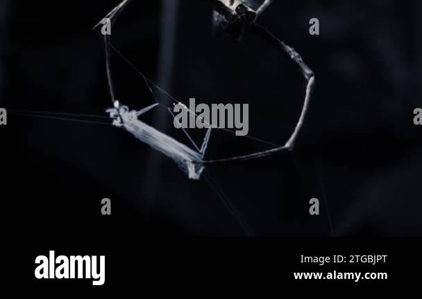 Ogre Faced Spider (Deinopis sp.) holding its web ready to catch a prey ...