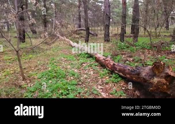 broken tree in the forest. Old trees of natural stand in summer with ...