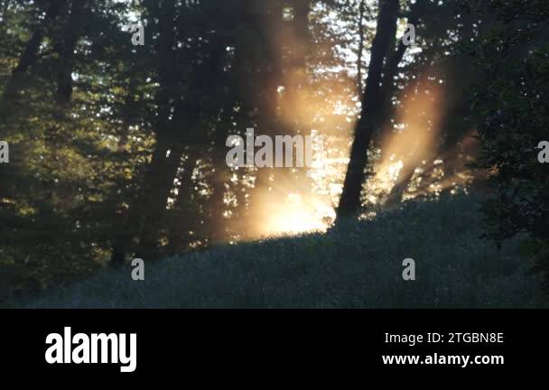 Stockholm, Sweden Morning sun rays shine through the forest at the ...