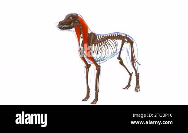 Brachiocephalicus muscle Dog muscle Anatomy For Medical Concept 3D ...