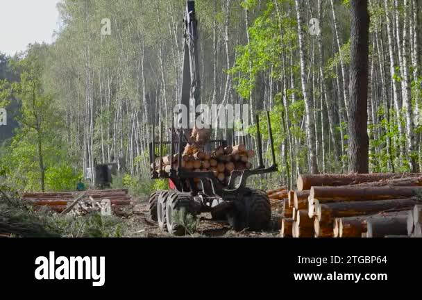 Timber loading, timber processing, timber loading with a claw Stock ...