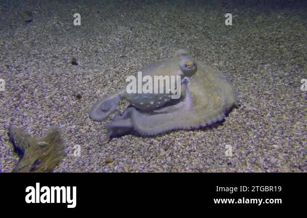Underwater Scene: Common octopus (Octopus vulgaris) moves along a sandy ...