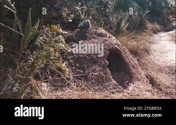 Burrows in Stock Videos & Footage - HD and 4K Video Clips - Alamy