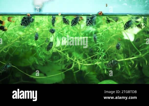 Fish swim in a home aquarium. Diversity of the underwater world behind ...