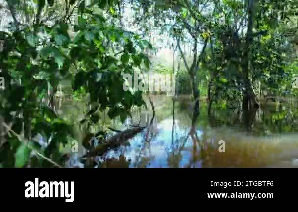 Amazon River at Amazon Forest. The famous tropical forest of world ...