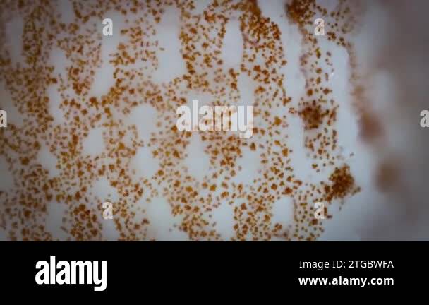 Zooxanthellae algae Stock Videos & Footage - HD and 4K Video Clips - Alamy