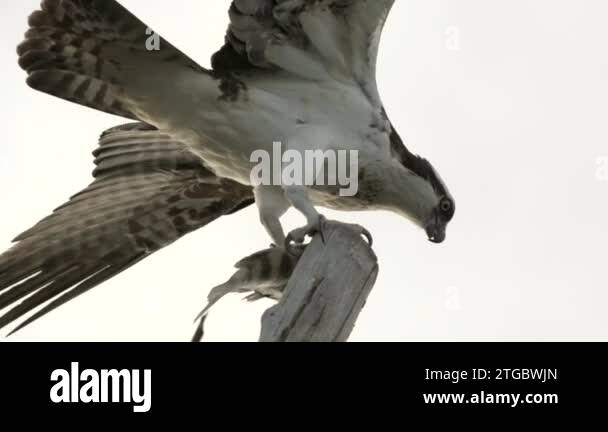 Prey fish flight flying bird Stock Videos & Footage - HD and 4K Video ...
