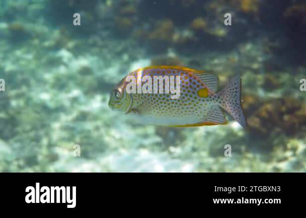 Underwater video of golden rabbitfish or Siganus guttatus in coral reef ...