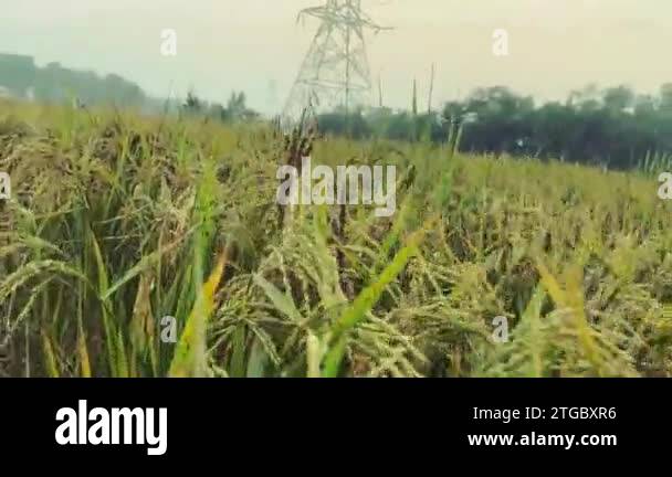 Rice paddy ground high voltage Stock Videos & Footage - HD and 4K Video ...