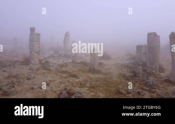 Kamani tree Stock Videos & Footage - HD and 4K Video Clips - Alamy