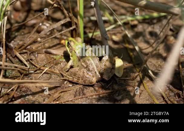 Green Spotted Reed Toad Sits on Wet Sand in Reeds a Waiting Prey. Back ...