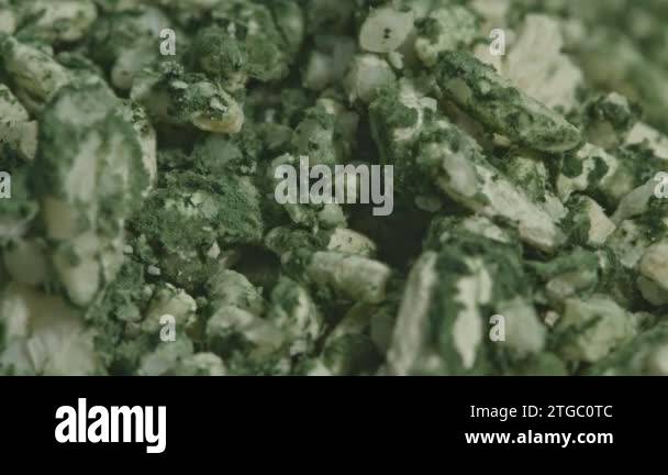 close up Trichoderma spores grow around the ripe rice grains with a ...