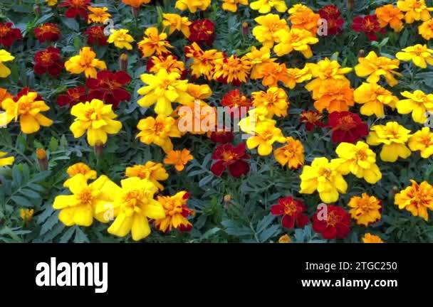 How to grow marigold plant Stock Videos & Footage - HD and 4K Video ...