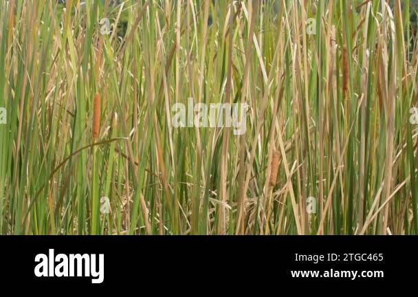 Dense cattail (Typha latifolia ) growing in the marshes and swaying by ...