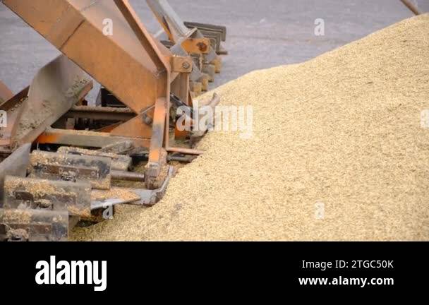Wheat, after harvest. Whole grain for flour products. Automatic food ...