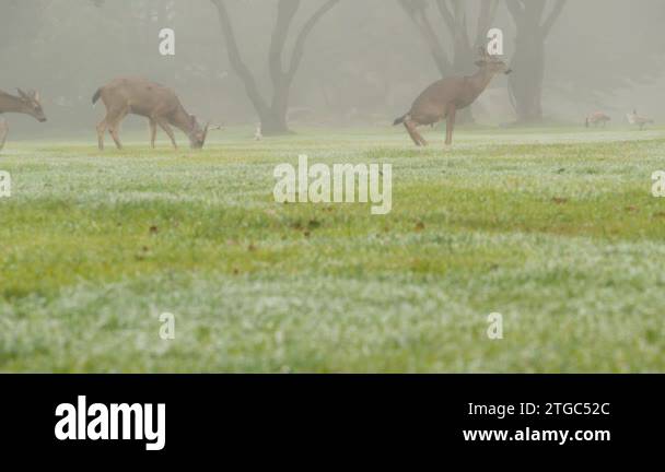 Wild deer defecating or peeing while grazing on green lawn, foggy ...