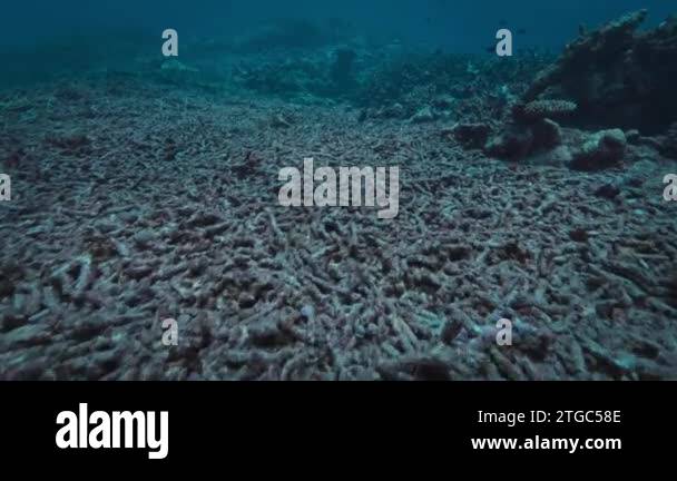 Reef damaged by coral bleaching. Climate change, ocean acidification ...