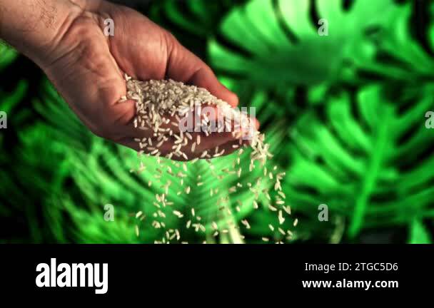 Uncooked rice falls from a mans hand. Against a backdrop of greenery ...