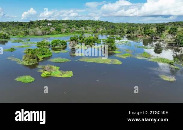 Nature aerial view of Amazon forest at Amazonas Brazil. Mangrove forest ...