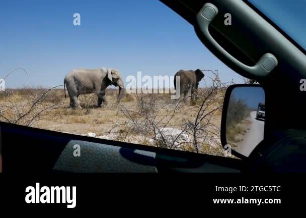 Two Huge old male Elephants standing in front of our car in a savannah ...