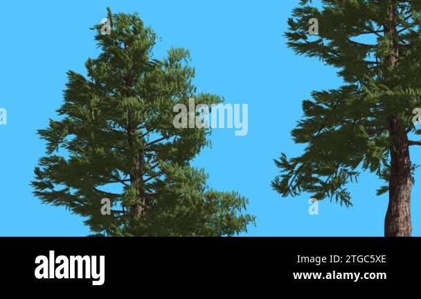 Thuja plicata giant Stock Videos & Footage - HD and 4K Video Clips - Alamy