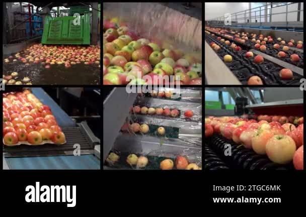 Apple Receiving and Processing in Fruit Packing House Facility Prior Distribution to Market ...