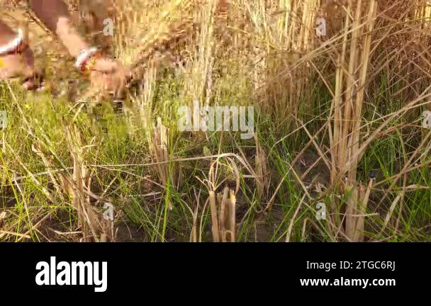 Indian women cutting rice plants with a sickle at harvest time. Hand of ...