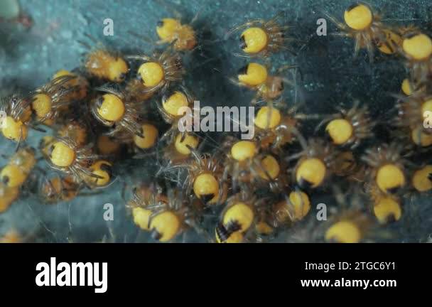 Baby garden spiders in a cluster, European Garden Spider Araneus ...