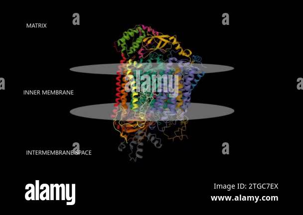 Structure Of Human Cytochrome C Oxidase Animated 3d Cartoon And