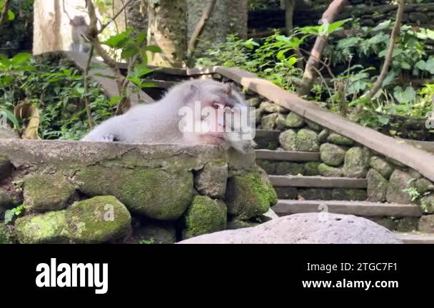 Smallpox. A male macaque lazily lies on a rock in a monkey forest and ...