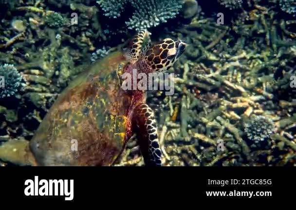 Hawksbill sea turtle swimming in blue ocean, ascends to the surface to ...