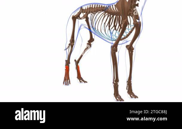 Extensor Digitorum Brevis muscle Dog muscle Anatomy For Medical Concept ...