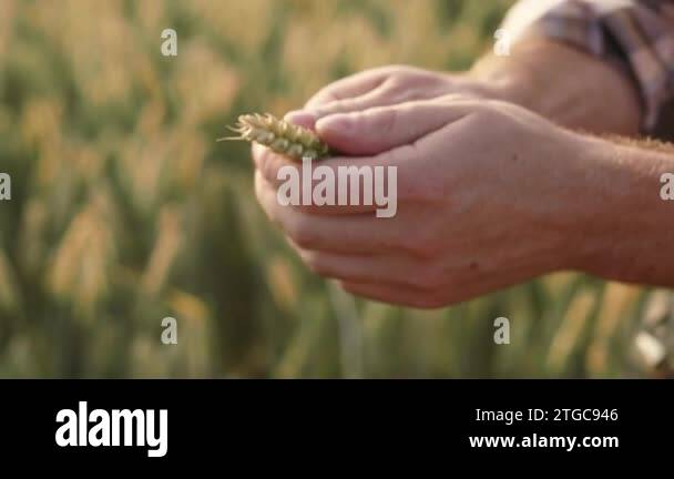 Close up of farmer growing wheat, holding wheater, showing. Man wearing ...