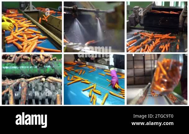 Carrot Processing in Packing House Facility Prior Distribution to ...