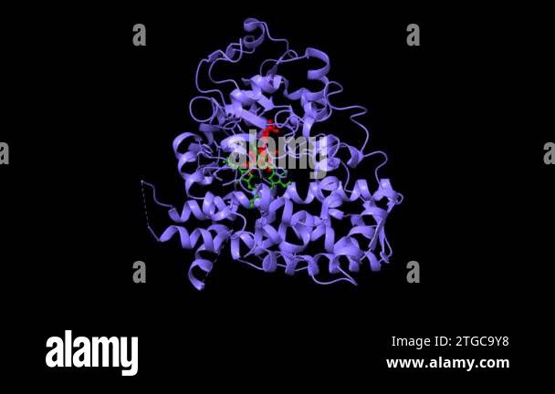 Crystal structure of human P450 3A4 in complex with erythromycin (red ...
