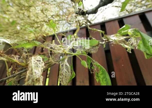 Pests larva ermine on the apple tree. Cobwebs and caterpillars on ...