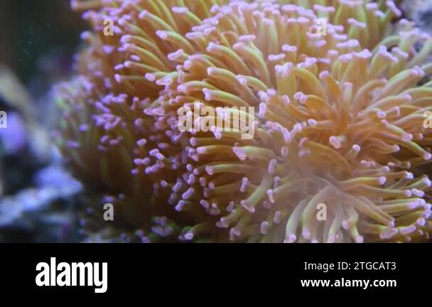 Water dwelling Stock Videos & Footage - HD and 4K Video Clips - Alamy