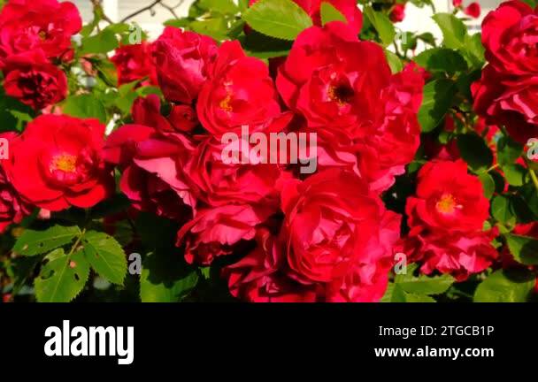 Bouquet fresh roses Stock Videos & Footage - HD and 4K Video Clips - Alamy