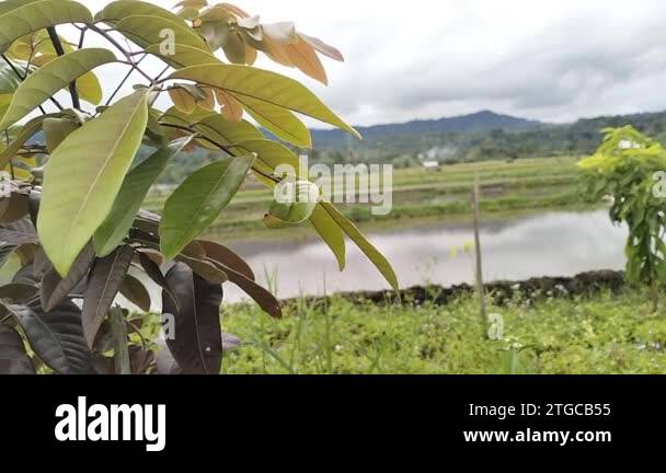 Longan tree leaves on natural Stock Videos & Footage - HD and 4K Video ...