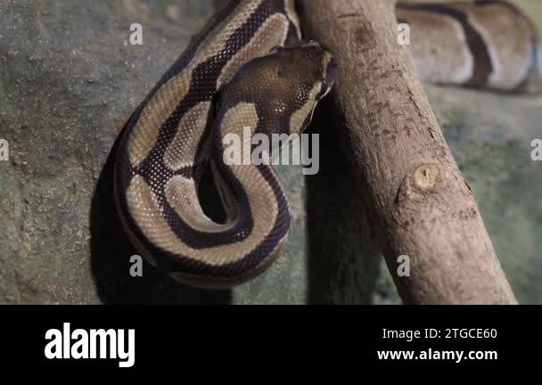 Ball python regius africa Stock Videos & Footage - HD and 4K Video Clips - Alamy