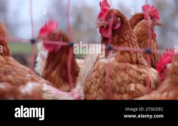 Mistreated chicken on free range chicken farm and stock breeding shows ...