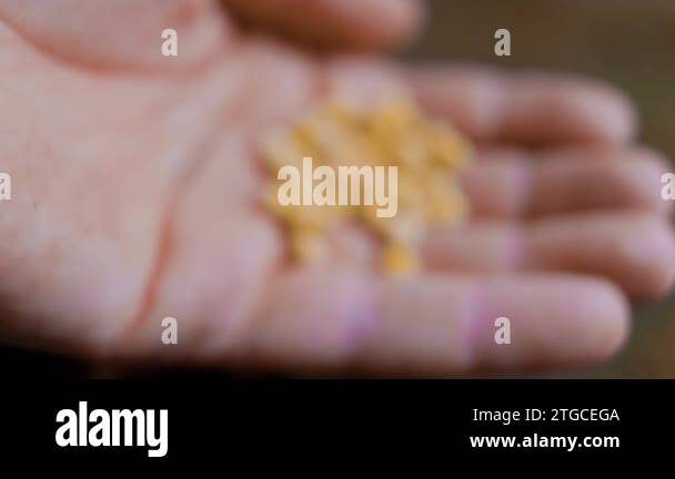 close up of image of farmer man hands holding peas seeds in hands in ...