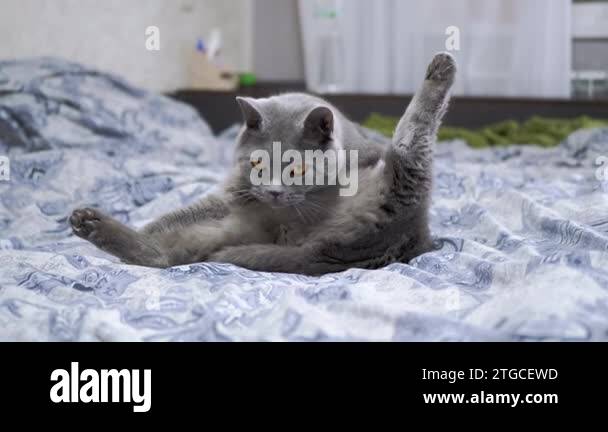 Gray Domestic Cat Licks, Cleans, Washes Wool with Tongue, Sitting on ...
