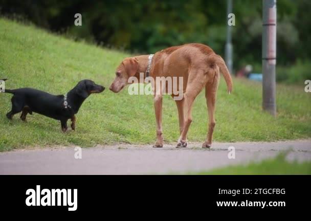 Two dogs meeting in a park, sniffing each other with noses. Slow motion ...