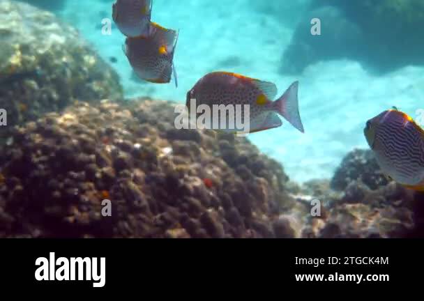 Underwater video of golden rabbitfish or Siganus guttatus school in ...