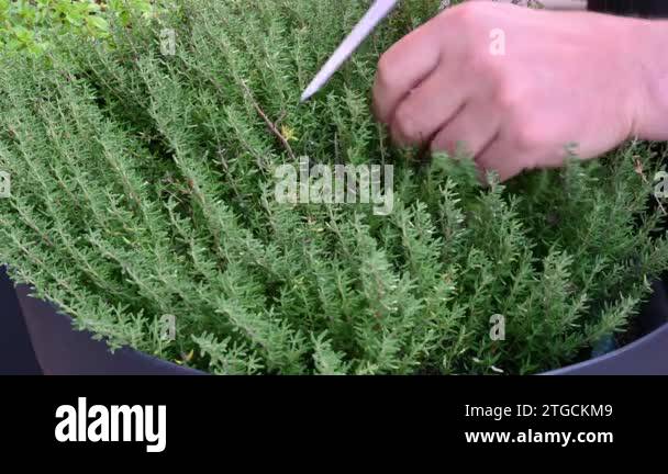 Thyme cutting plant Stock Videos & Footage - HD and 4K Video Clips - Alamy