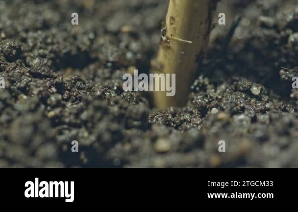 Use a stick to make a hole for the seeds to be buried underground.Put ...